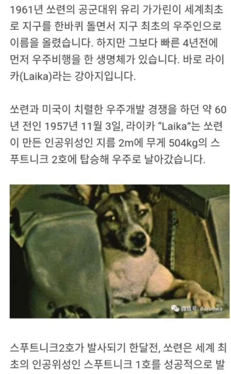 우주에 처음으로 간 개 라이카 인스티즈instiz 이슈 카테고리