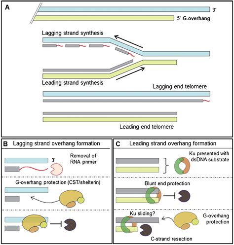 Blunt Ended Telomeres An Alternative Ending To The Replication And End