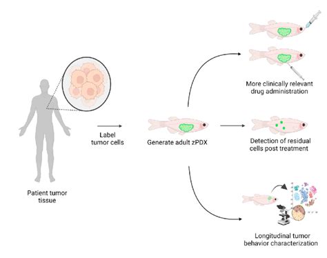 Adult Zpdx Avatars Provide A Longitudinal Analysis Of Heterogeneous