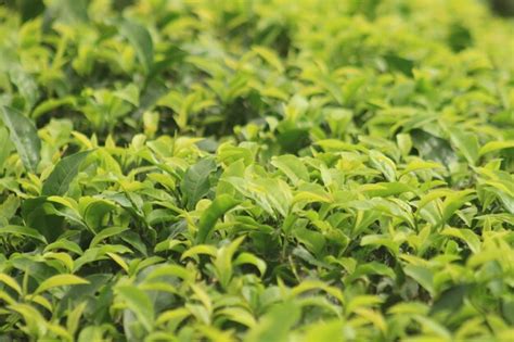Premium Photo Tea Is Rich In Catechins With Antioxidant Effects