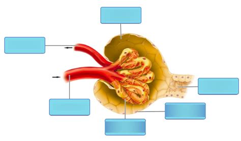 Figure 2512a Anatomy Of A Glomerular Capsule Diagram Quizlet