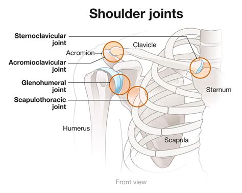 Scapulothoracic Joint Muscles