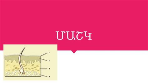 Մաշկ Ppt