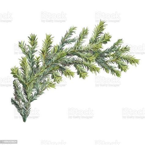 수채화 그린 크리스마스 트리 나뭇가지가 하얀 배경에 분리되어 있다 프레임 또는 카드에 대한 포리스트 개체입니다 국경 새해 축하 초대장 또는 포장 벽지를 위한 손으로 그린