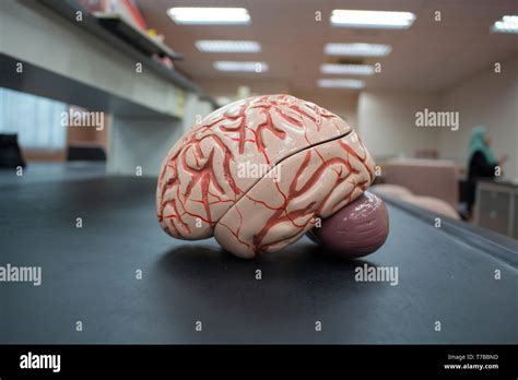 Motor Cortex Hi Res Stock Photography And Images Alamy