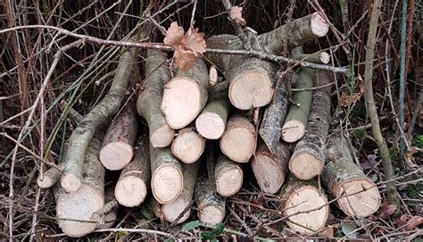 How To Build A Log Pile Stag Beetles