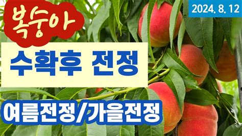 복숭아나무 수확후 전정 여름전정가을전정 복숭아 재배의 핵심 Youtube