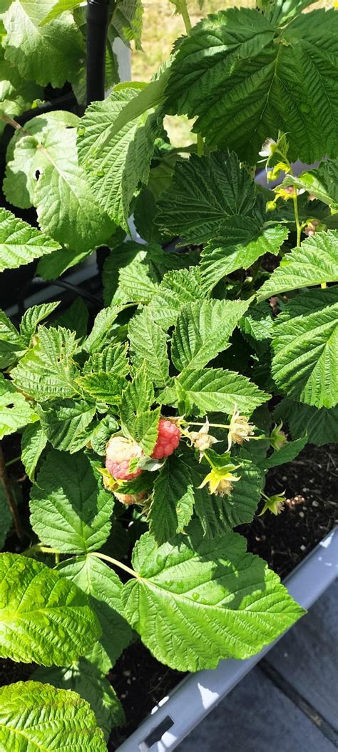 Hydroponic Raspberry R Hydroponics
