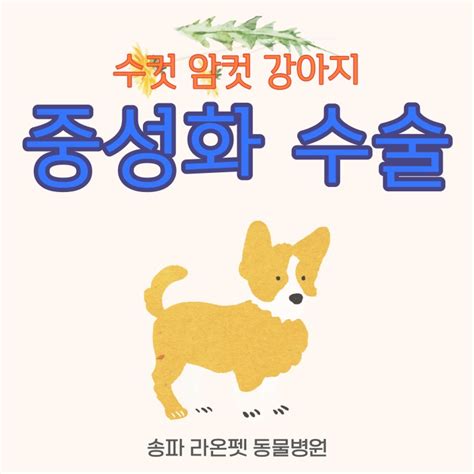 7개월 말티푸 강아지 중성화 수술 비용과 과정 수술후관리방법 네이버 블로그