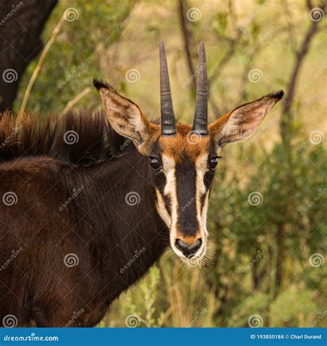 Young Sable Antelope