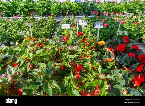 Potted Begonia Plants On Display Inside Glasshouse Of Plant Nursery Ladybird Nurseries Snape