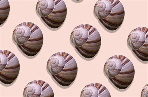 밝은 배경의 상단 보기 핑크 쉘 여름 시즌과 바다 휴가 개념 자연 배경 가리비에 대한 스톡 사진 및 기타 이미지 가리비 감금 상태 개념 Istock