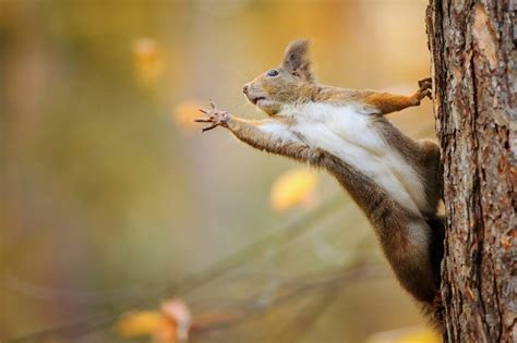 The Scurry Killer Squirrel Comedy In The Works Film Stories