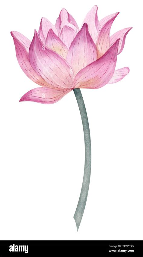 Lotus Plant Drawing