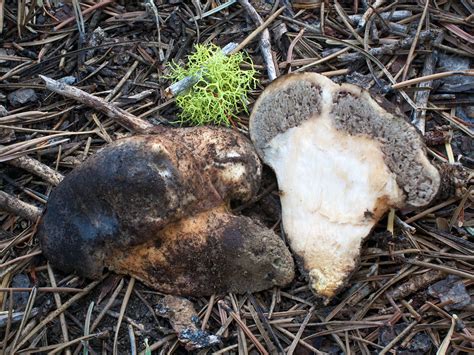 California Fungi Chroogomphus Albipes