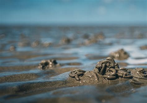 Cumbria Guide Wildlife Of The Solway Firth 88 The Lugworm Cumbria