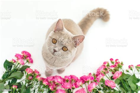 흰색 배경에 장미 꽃과 귀여운 스코틀랜드 새끼 고양이꽃 프레임입니다 플랫 레이 상단 보기 밸런타인데이에 대한 스톡 사진 및 기타