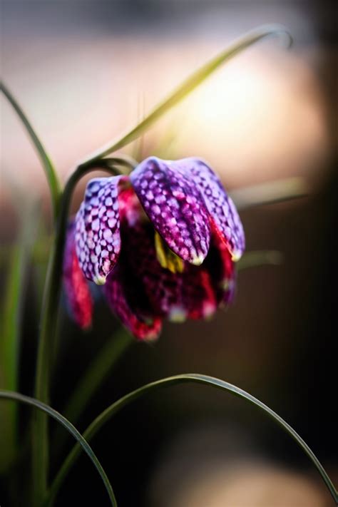 Checkerboard Flower Posters And Prints By Sabine Schiebofski Printler