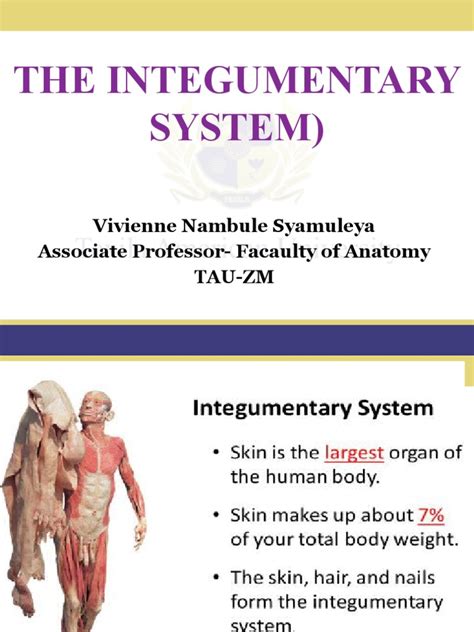 Intergumentary System Pdf Skin Epidermis