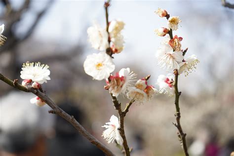 Free Images Nature Branch Fruit Leaf Flower Petal Food Spring