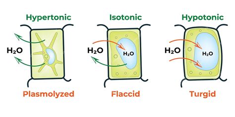 Premium Vector Flaccid Cell Plasmolysed Cell And Turgid Cell Hypertonic Isotonic Hypotonic