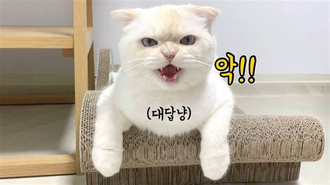 악 하고 우는 고양이 본 적 있나 혹쉬~ 야옹 ㄴㄴ Youtube