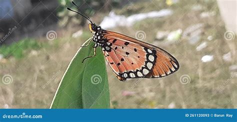 Acraea Terpsicore Butterfly On Green Leaf Stock Image Image Of