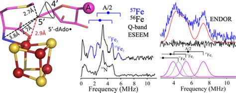 Endor Spectroscopy Reveals The “free” 5′ Deoxyadenosyl Radical In A Radical Sam Enzyme Active