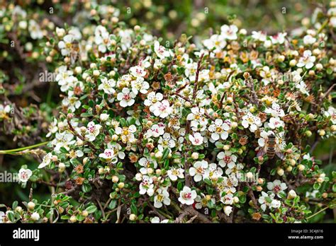Image Showcases The Slow Growing Himalayan Shrub Cotoneaster