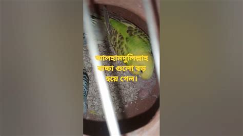 বাচ্চা গুলো দেখতে দেখতে বড় হয়ে গেল আলহামদুলিল্লাহ। Subscribe Plz