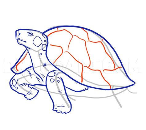 How To Draw Turtles Step By Step Drawing Guide By MauAcheron Dragoart Com Turtle Drawing