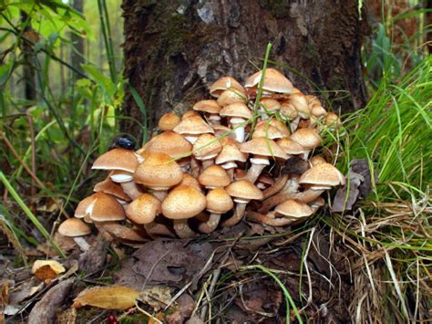 Красивые грибы опята 69 фото