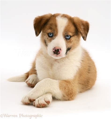 Dog Blue Eyed Red Merle Border Collie Puppy Photo Wp10758