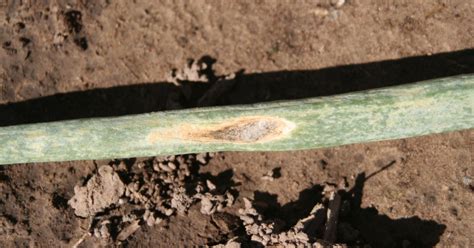 Purple Blotch And Stemphylium Leaf Blight Usu