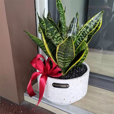 Flower News