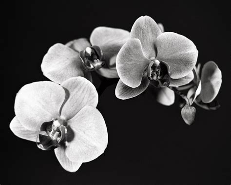 Orchid In Black And White Photograph By Cynthia Linderbeck Fine Art