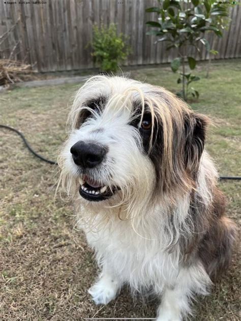 Howie 16 Ish Hes A Rescue In The Sun Hes Slowed Down A Lot Lately
