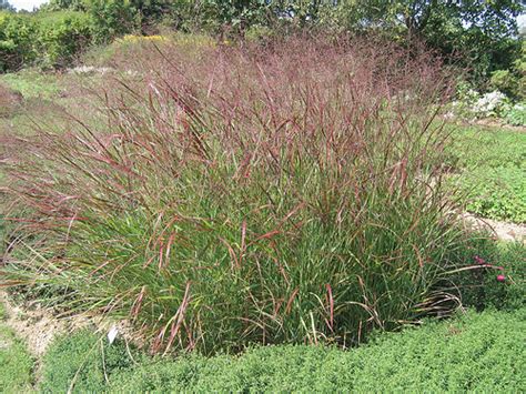 Panicum Virgatum Hanse Herms Red Switchgrass Baker Environmental