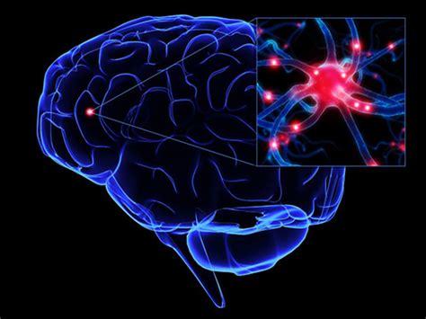 Synaptogenesis Facilitating Plasticity Feed A Brain