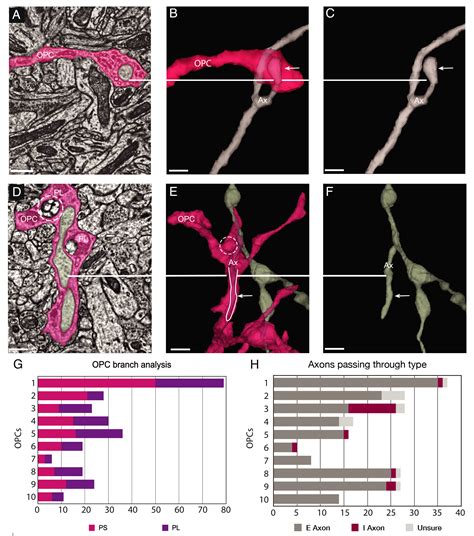 Oligodendrocyte Precursor Cells Ingest Axons In The Mouse Neocortex Pnas