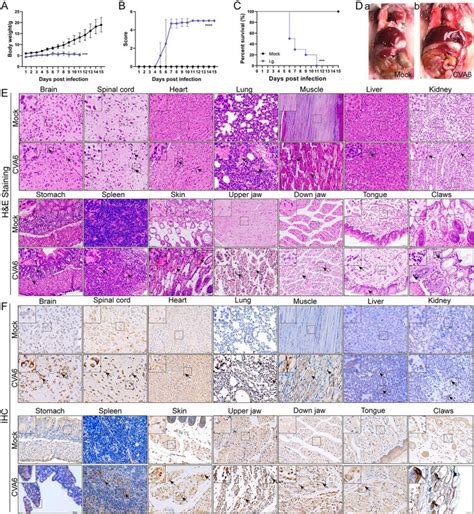 A Mouse Adapted Cva6 Strain Exhibits Neurotropism And Triggers Systemic