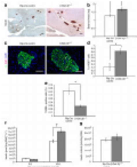 Islet Morphology In β Gsk 3 β − − Mice A Beta Cell Mass In Rip