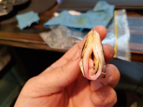 Food Looking Like Vaginas