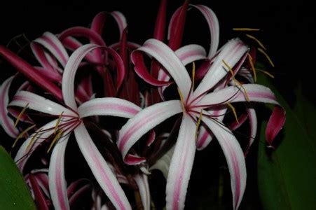 How To Care For A Crinum Lily In Germany