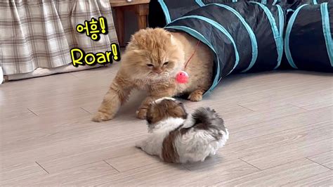 하룻 강아지 범 무서운줄 모른다 Youtube