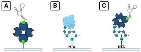 Combining The Benefits Of Biotin Streptavidin Aptamer Immobilization With The Versatility Of Ni