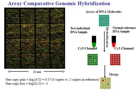 Cnvs And Humans Are Cool Evolution And Genomics