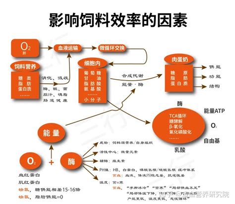 低蛋白日粮下 探究如何提升养殖效率及其影响因素 知乎