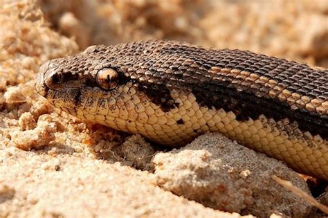 Rough Scaled Sand Boa For Sale Reptiles For Sale