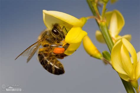 Western Honey Bee Photos Western Honey Bee Images Nature Wildlife